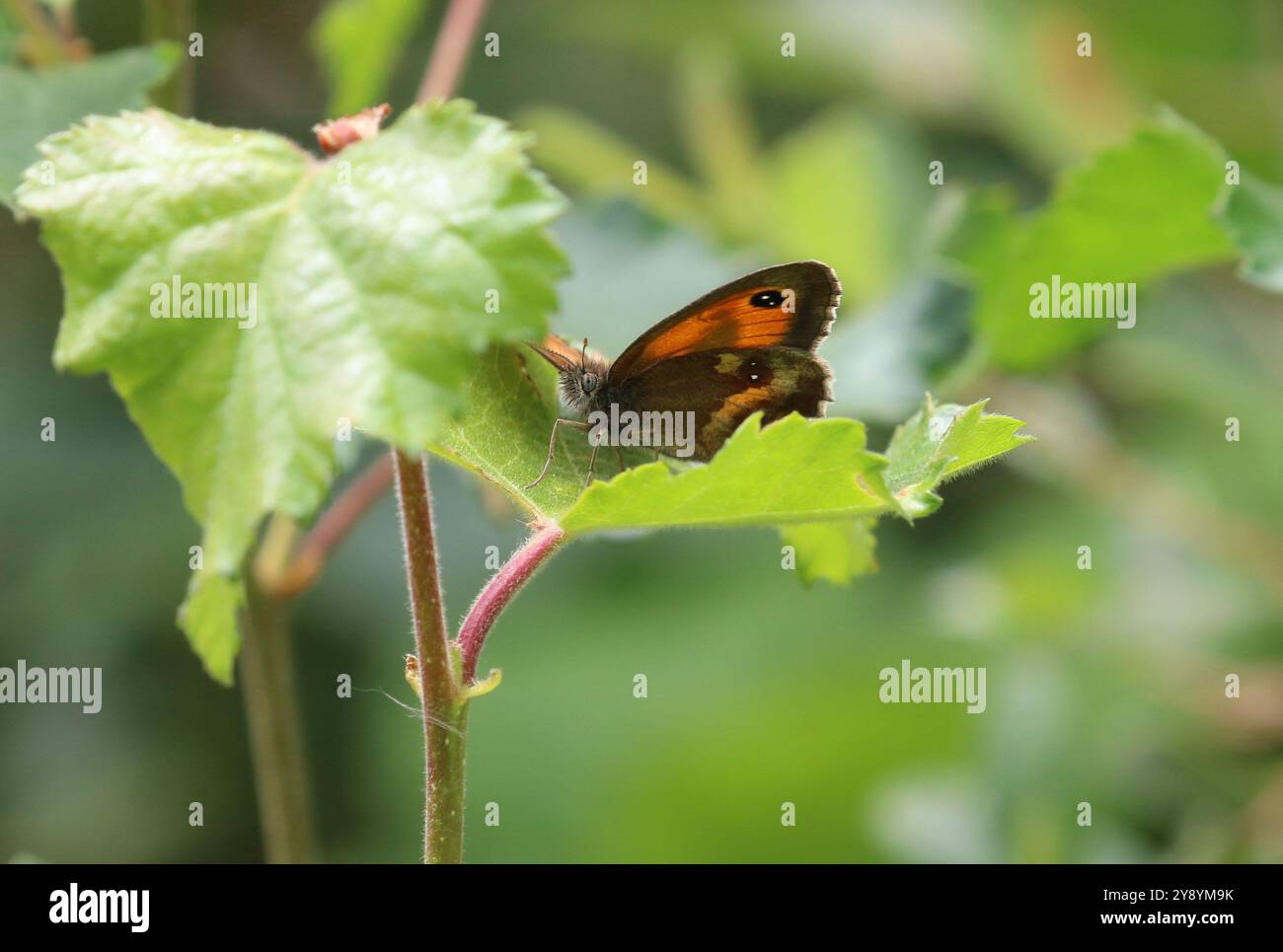 Gatekeeper or Hedge Brown Butterfly male - Pyronia tithonus Stock Photo ...