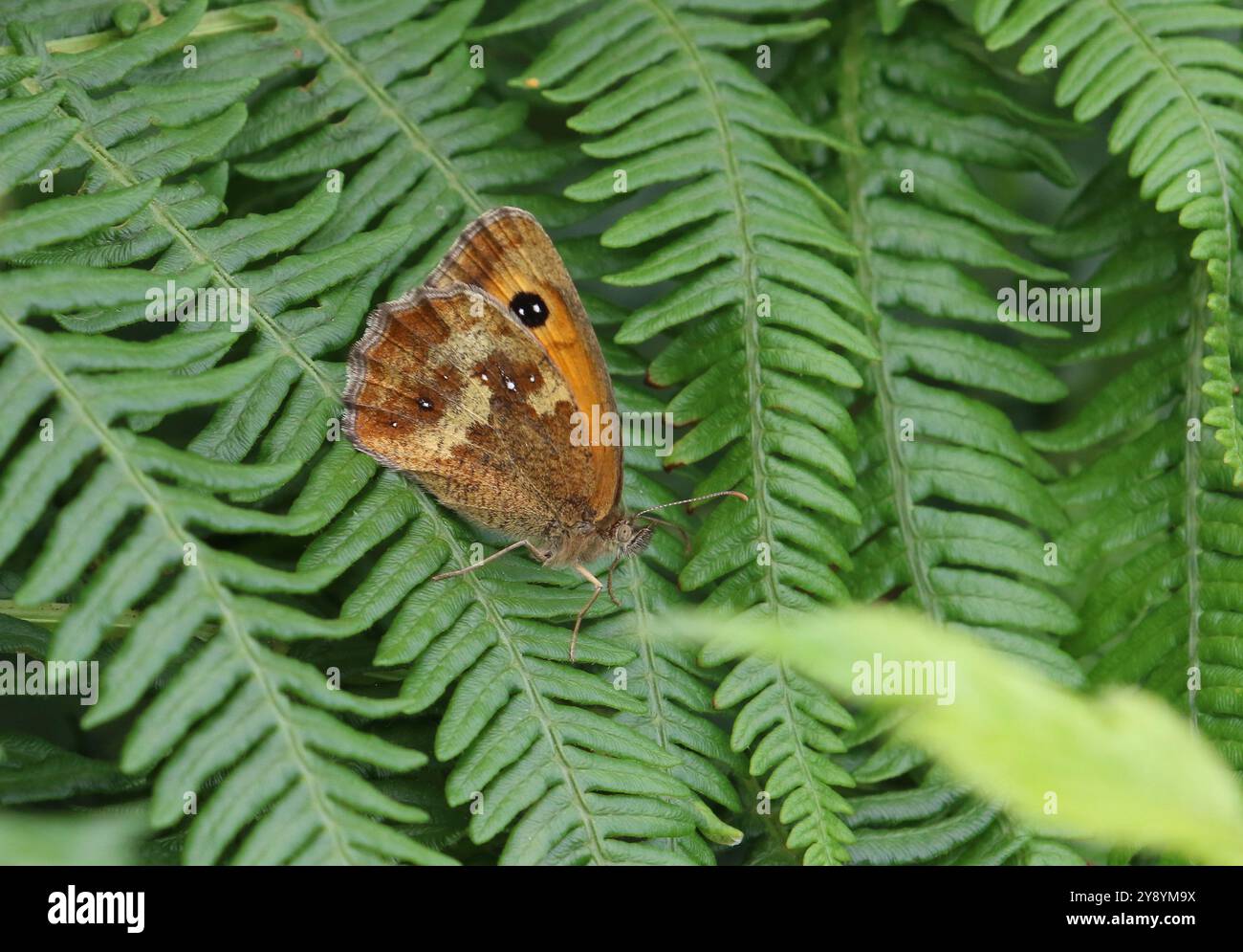Gatekeeper or Hedge Brown Butterfly male - Pyronia tithonus Stock Photo ...