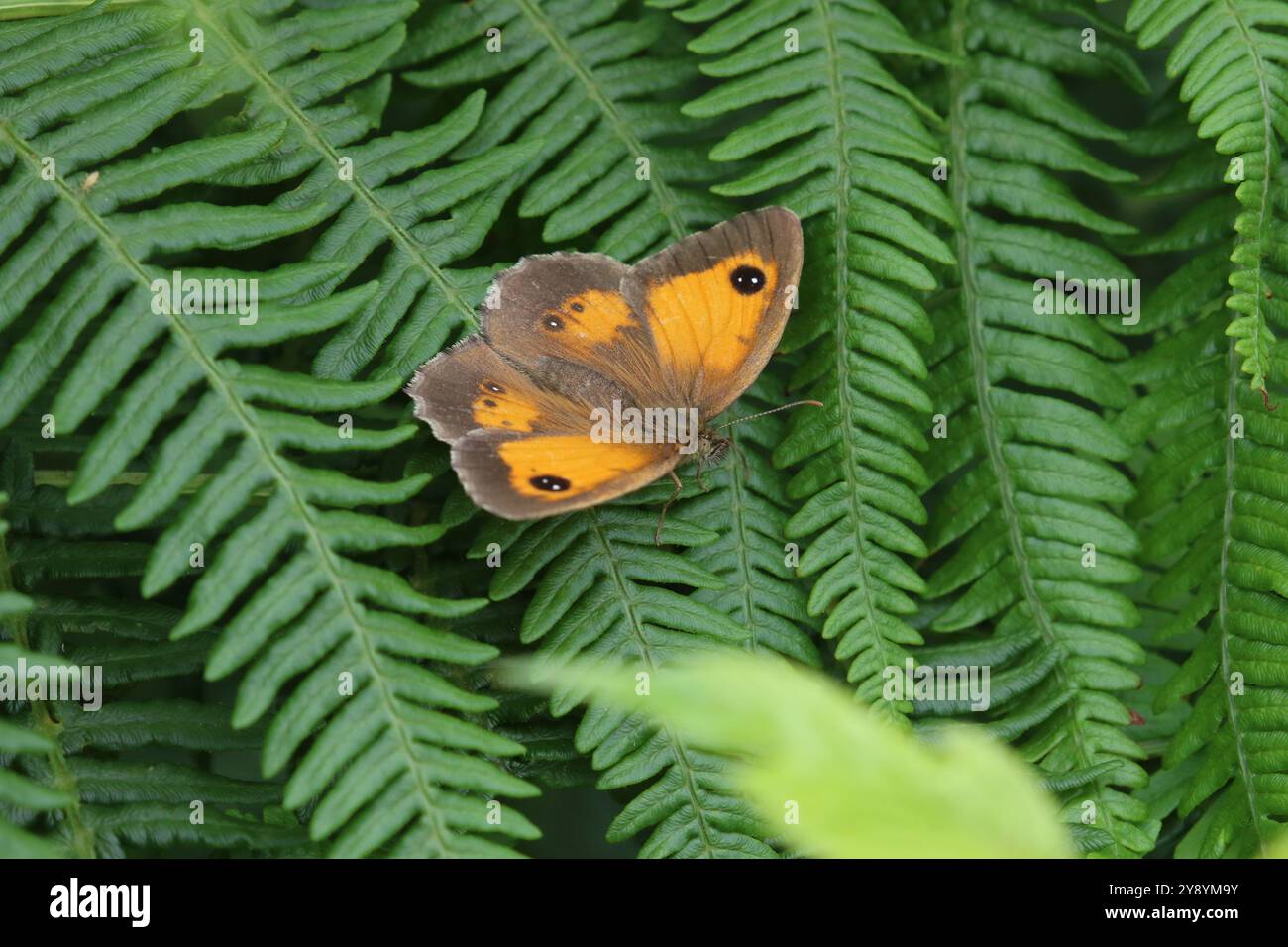 Gatekeeper or Hedge Brown Butterfly female - Pyronia tithonus Stock ...