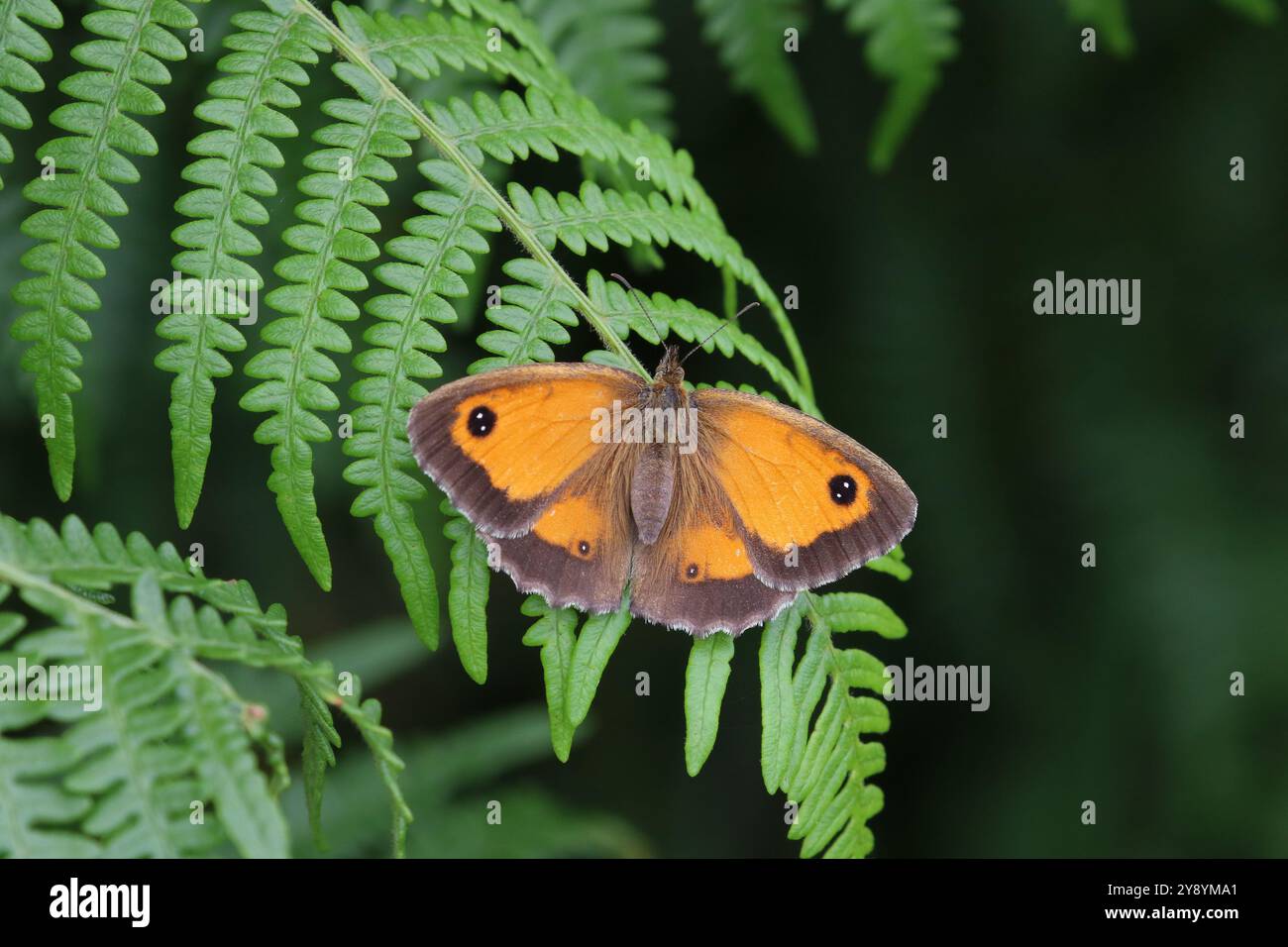 Gatekeeper or Hedge Brown Butterfly female - Pyronia tithonus Stock ...