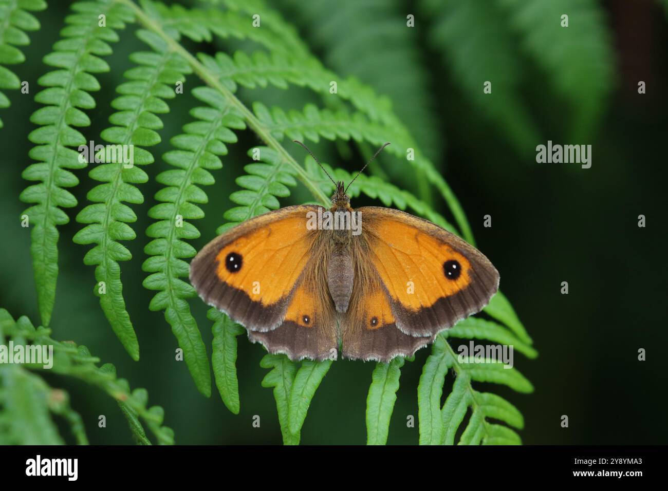 Gatekeeper or Hedge Brown Butterfly female - Pyronia tithonus Stock ...