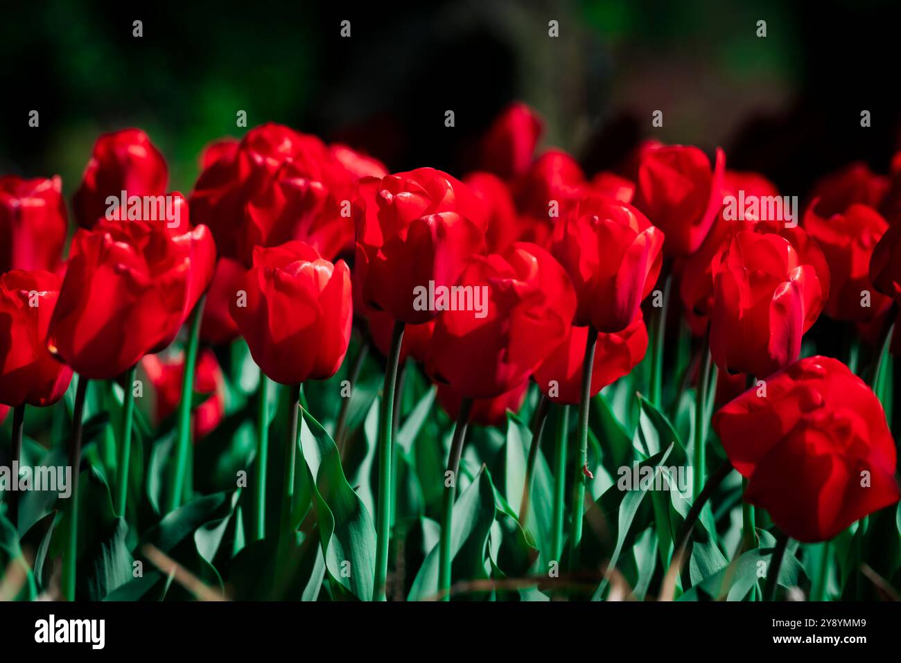 Red Tulips fields in the Villa Taranto gardens at Lake Maggiore, Italy ...