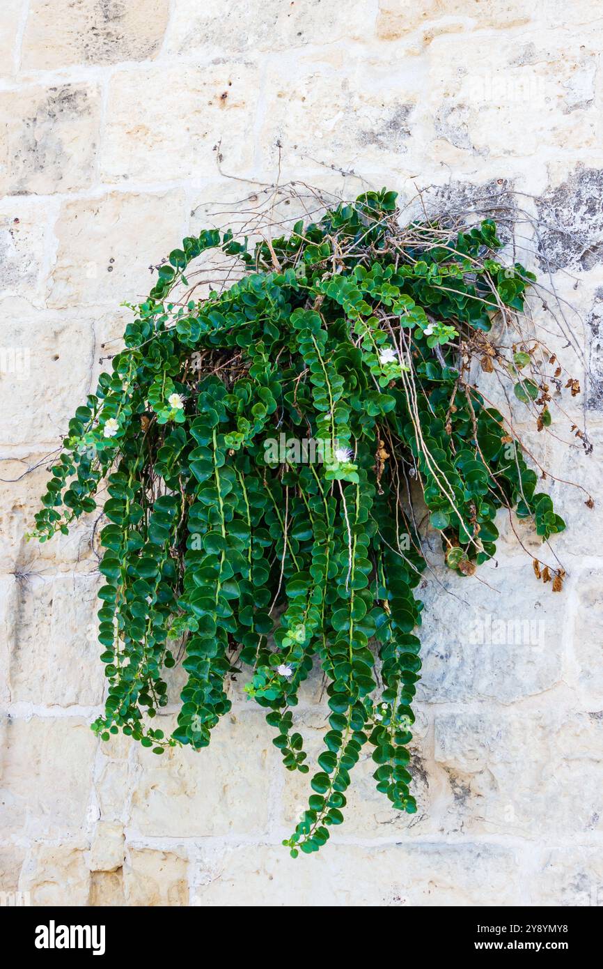 a wild capers plant with a wall of a fortification Stock Photo - Alamy