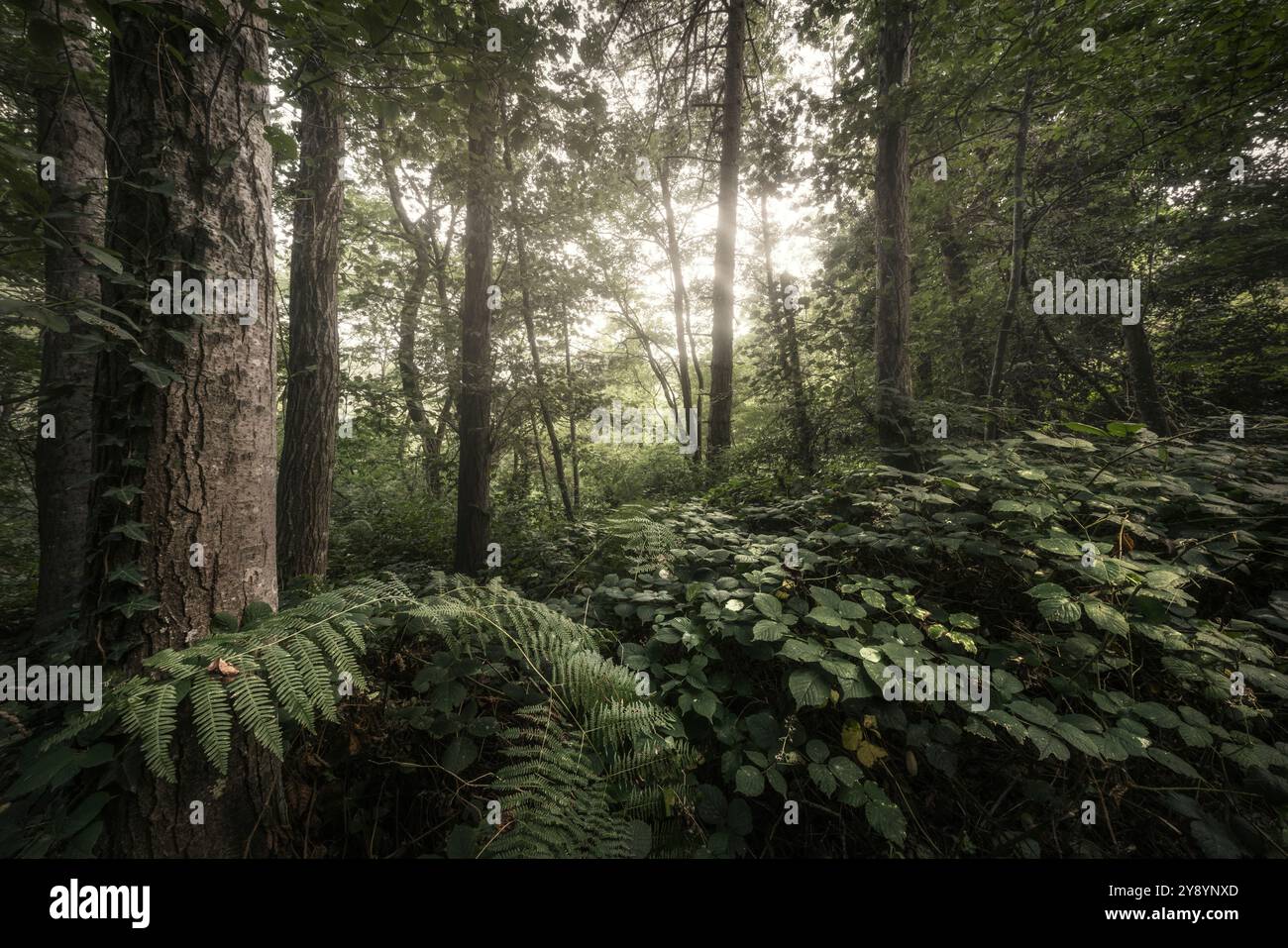 Mediterranean trees hi-res stock photography and images - Alamy