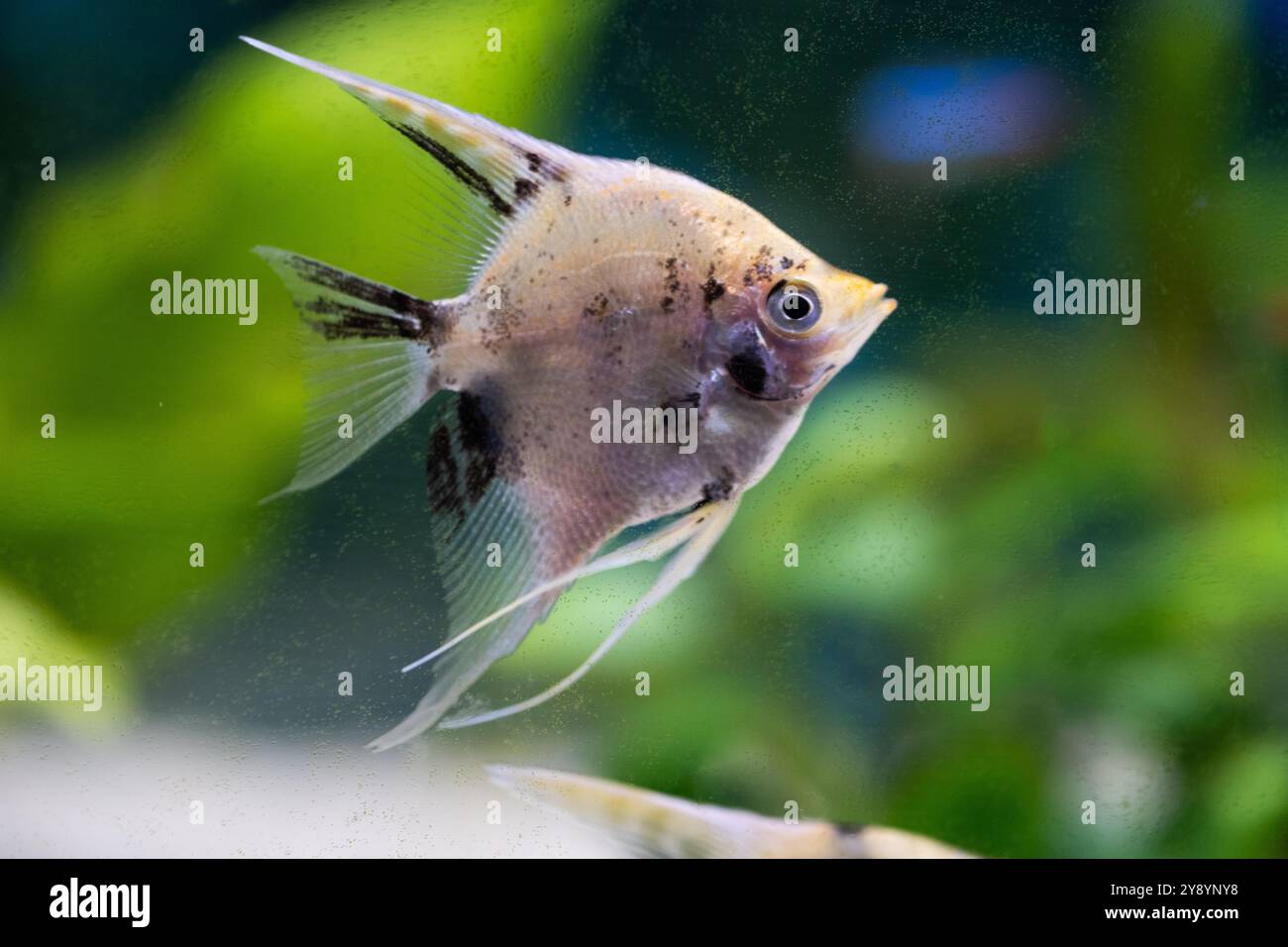 Closeup of an aquarium fish angelfish swimming in an aquarium with ...