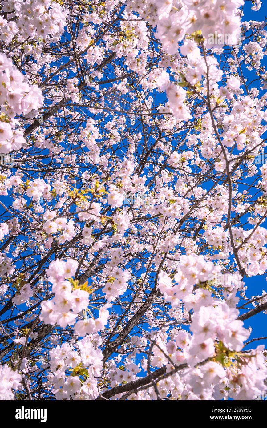 Spring blossoming trees closeup hi-res stock photography and images - Alamy