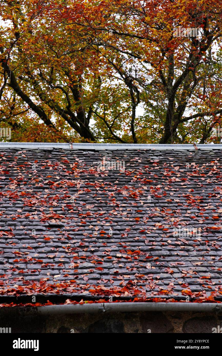 Roof from leaves hi-res stock photography and images - Alamy