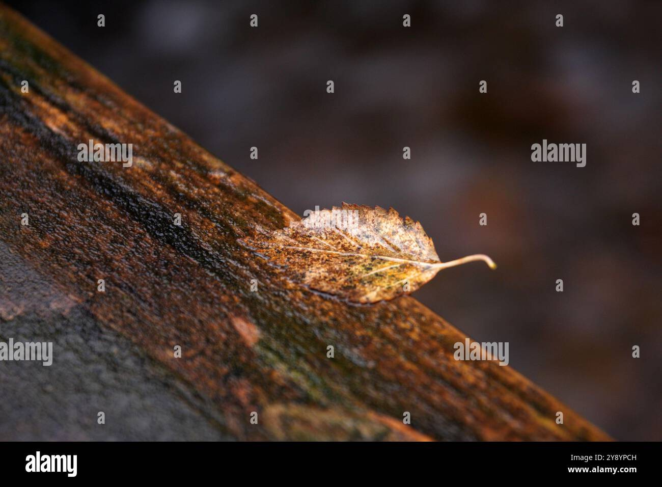 Golden leaf hi-res stock photography and images - Alamy
