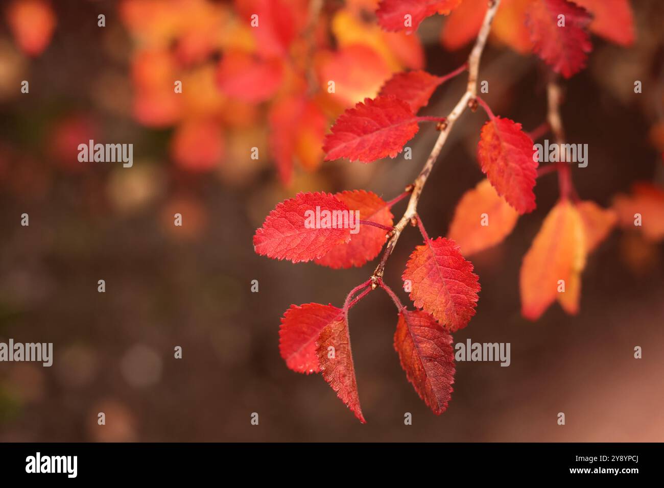 red leaves on branch of young cherry tree in autumn Stock Photo - Alamy