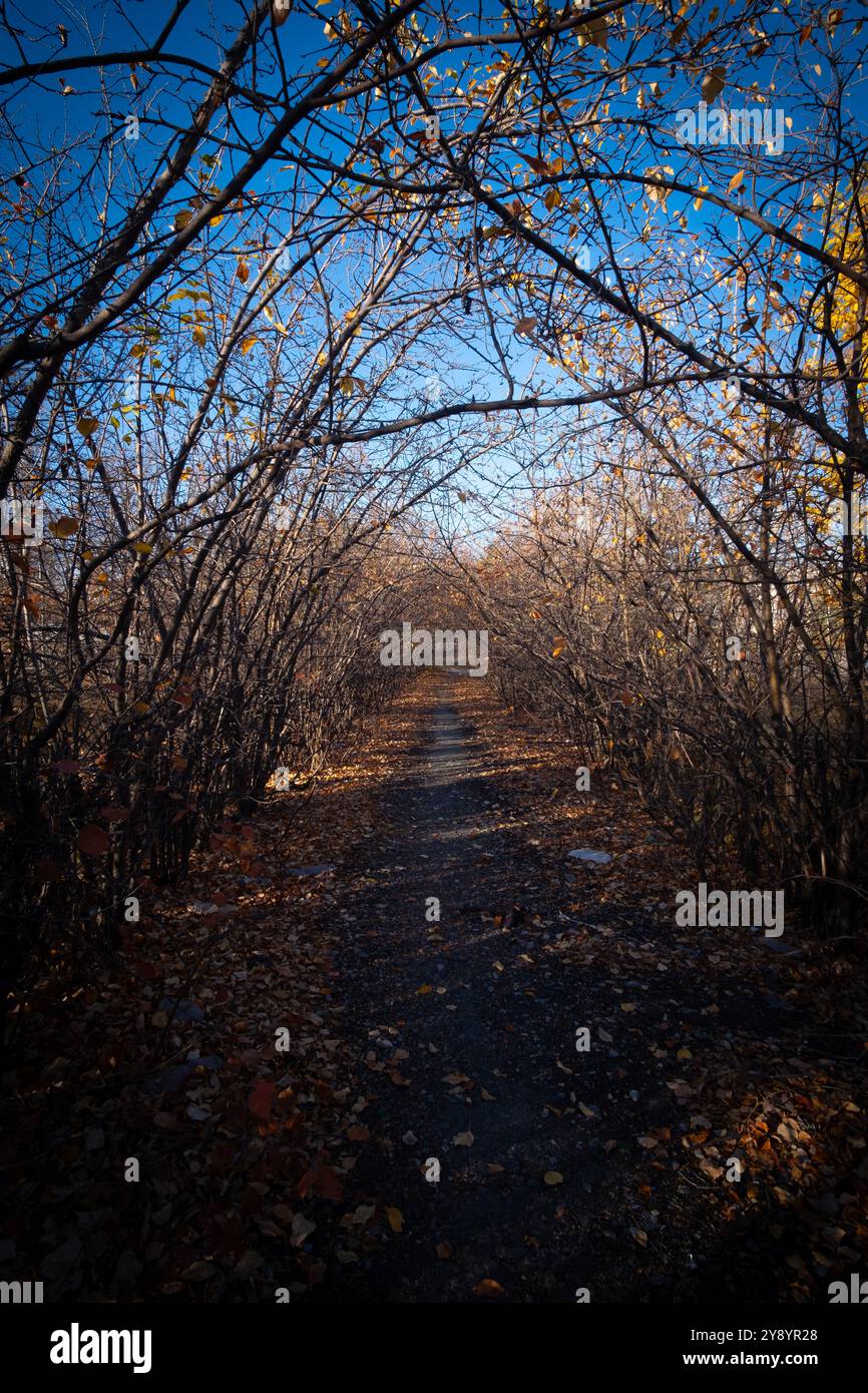 Autumn landscape. Path in forest among trees Stock Photo - Alamy