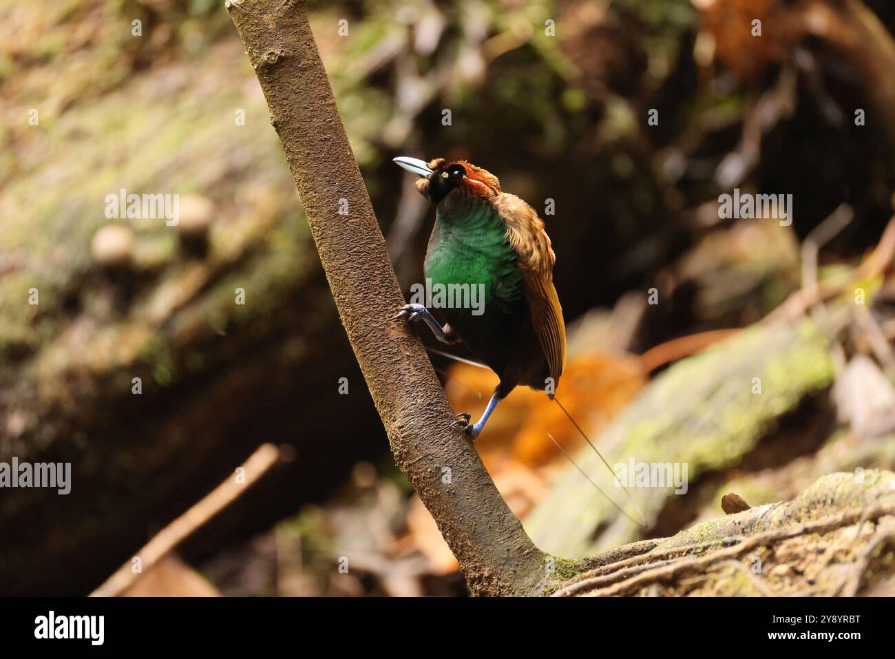 The magnificent bird-of-paradise (Diphyllodes magnificus) is a species ...