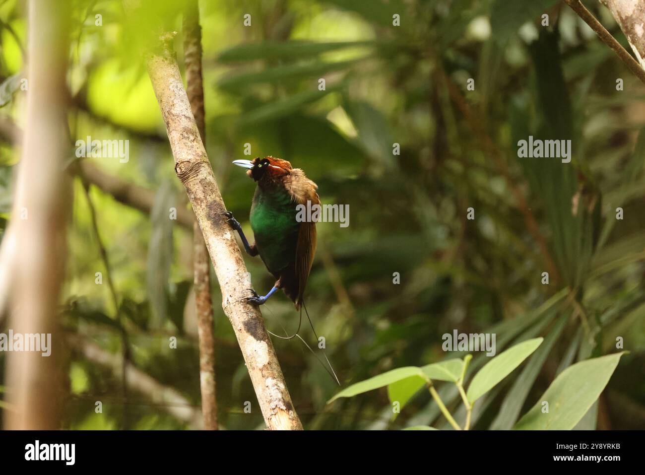 The magnificent bird-of-paradise (Diphyllodes magnificus) is a species ...