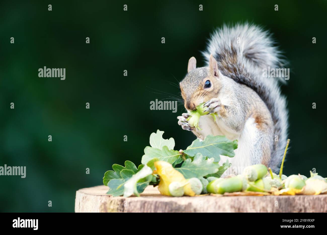 Portrait of a grey squirrel eating green hazelnuts on a tree stump in ...