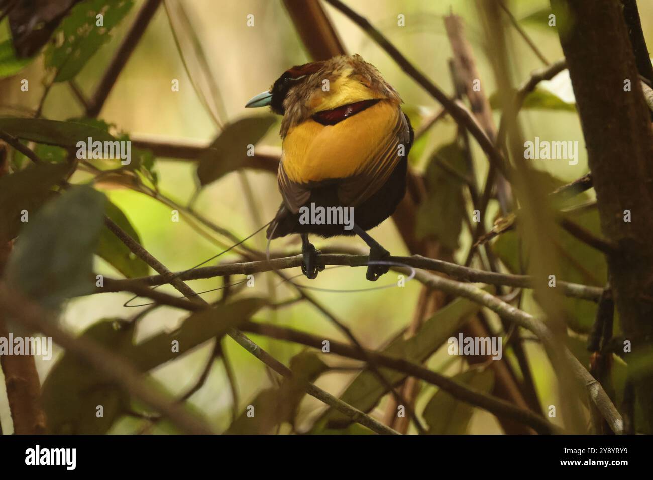 The magnificent bird-of-paradise (Diphyllodes magnificus) is a species ...
