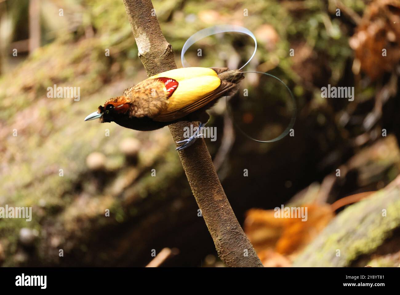 The magnificent bird-of-paradise (Diphyllodes magnificus) is a species ...