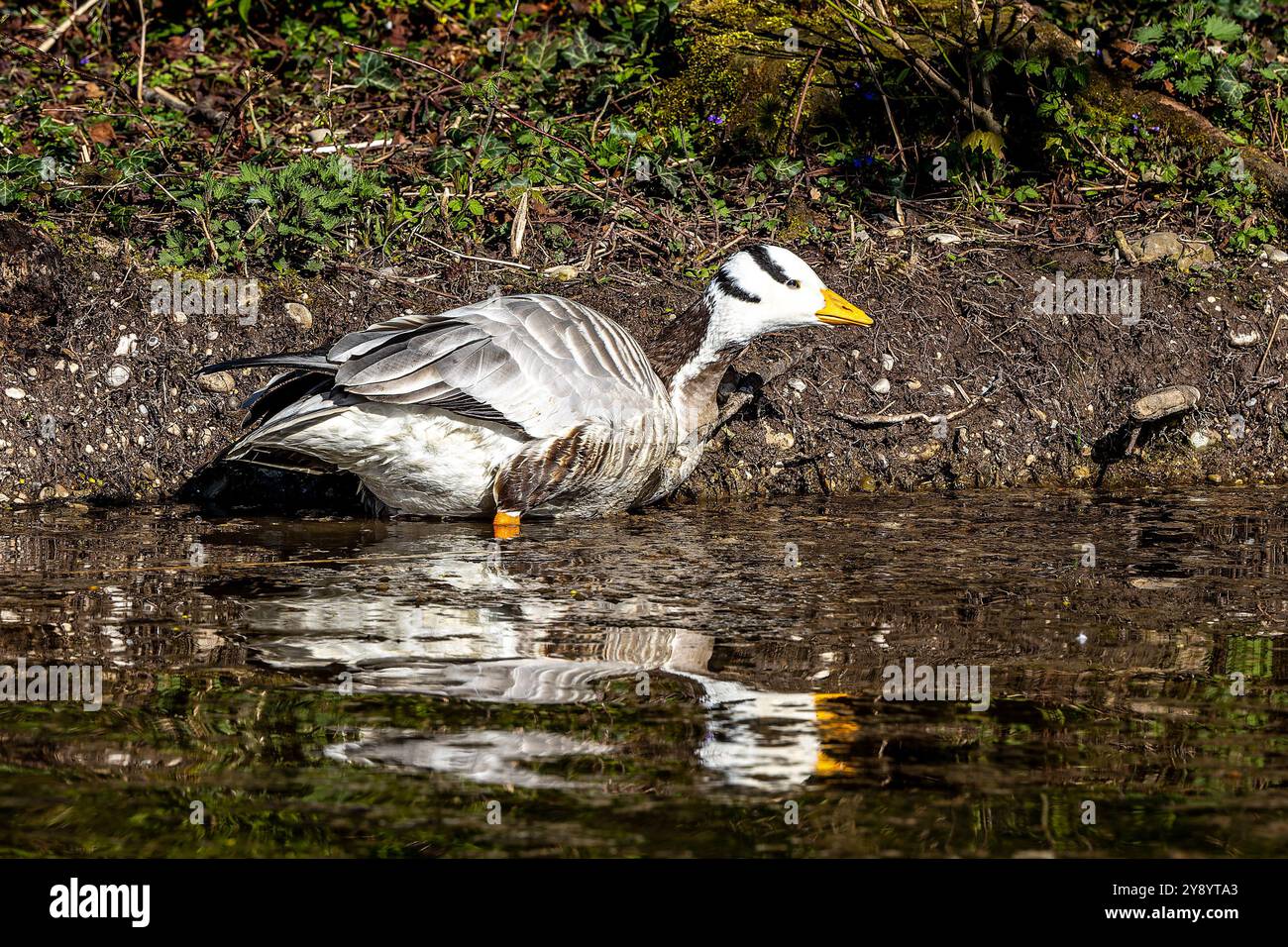 The bar-headed goose, Anser indicus is a goose that breeds in Central ...