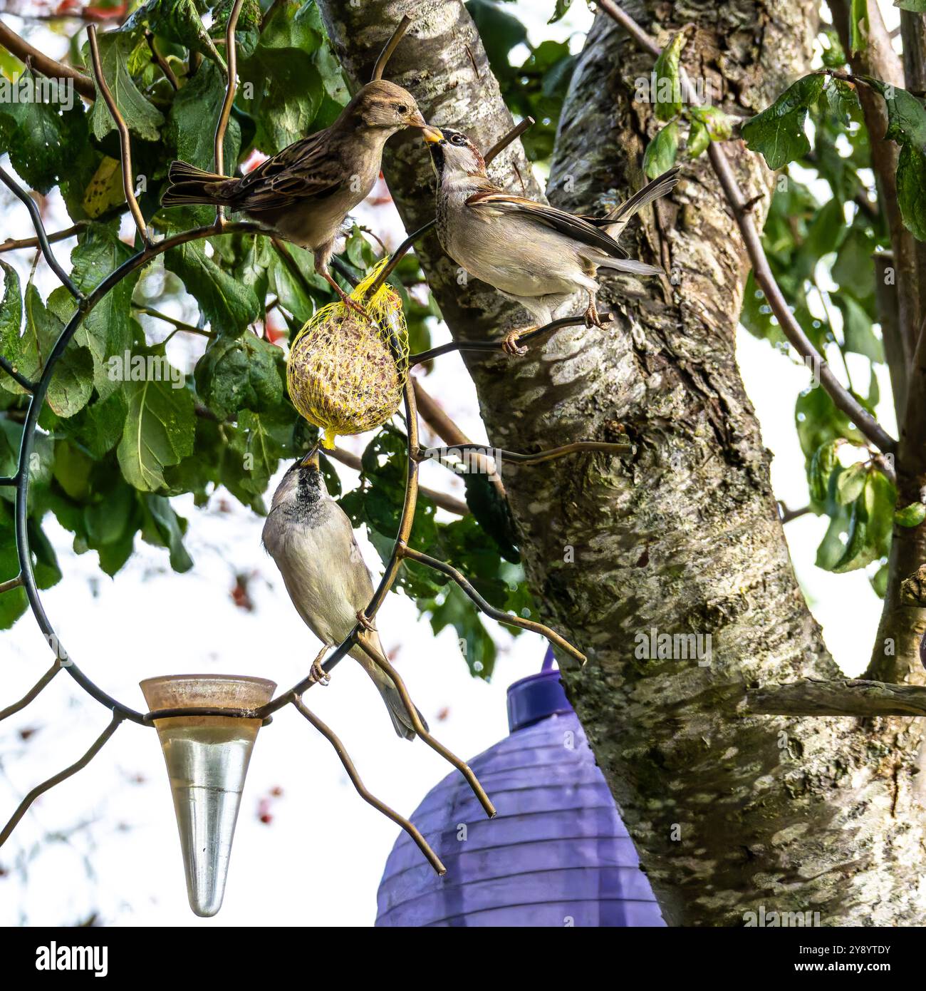 House sparrow, Passer domesticus. An adult sparrow feeds its young ...