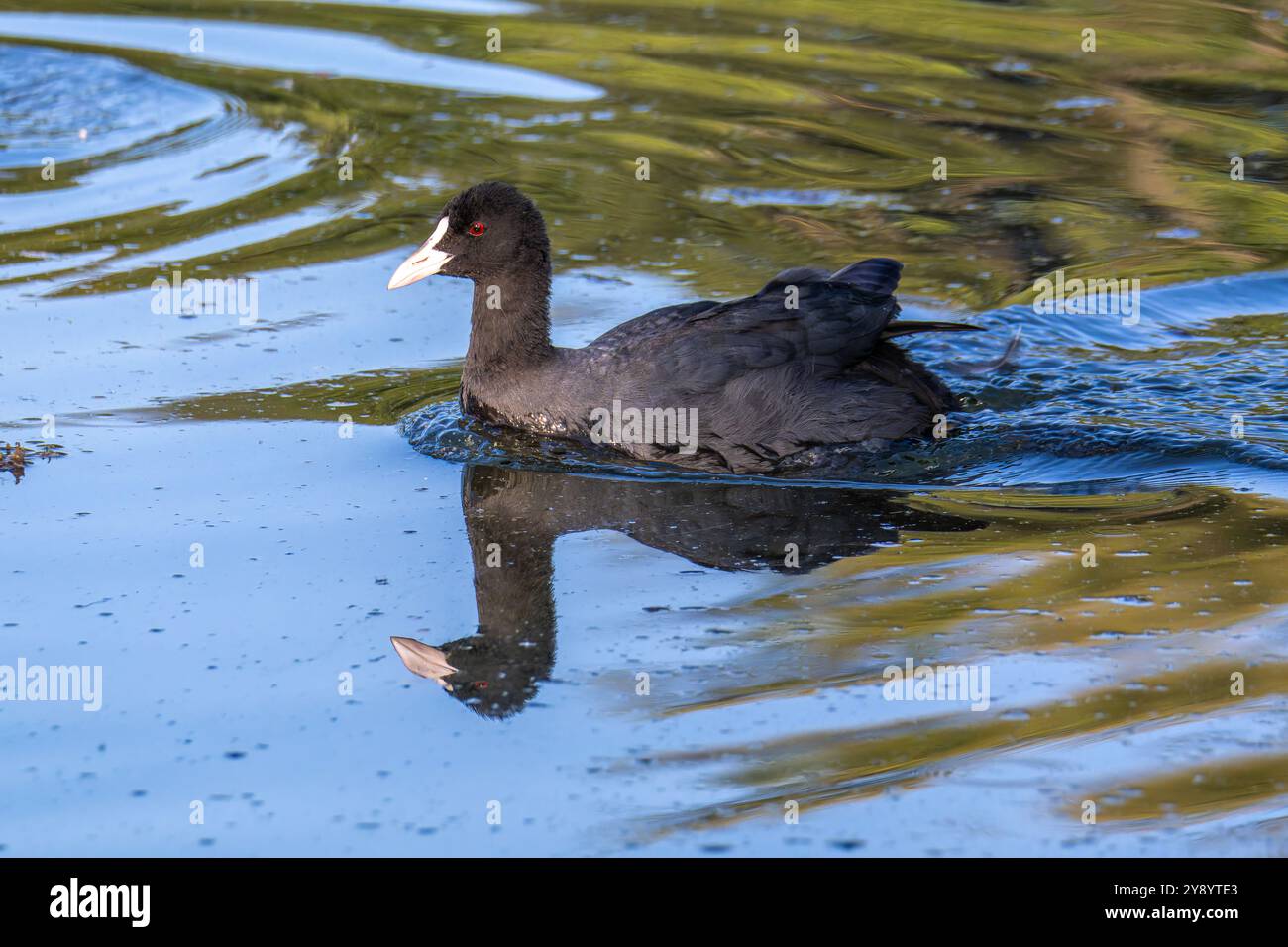 The Eurasian coot, Fulica atra, also known as the common coot, or ...