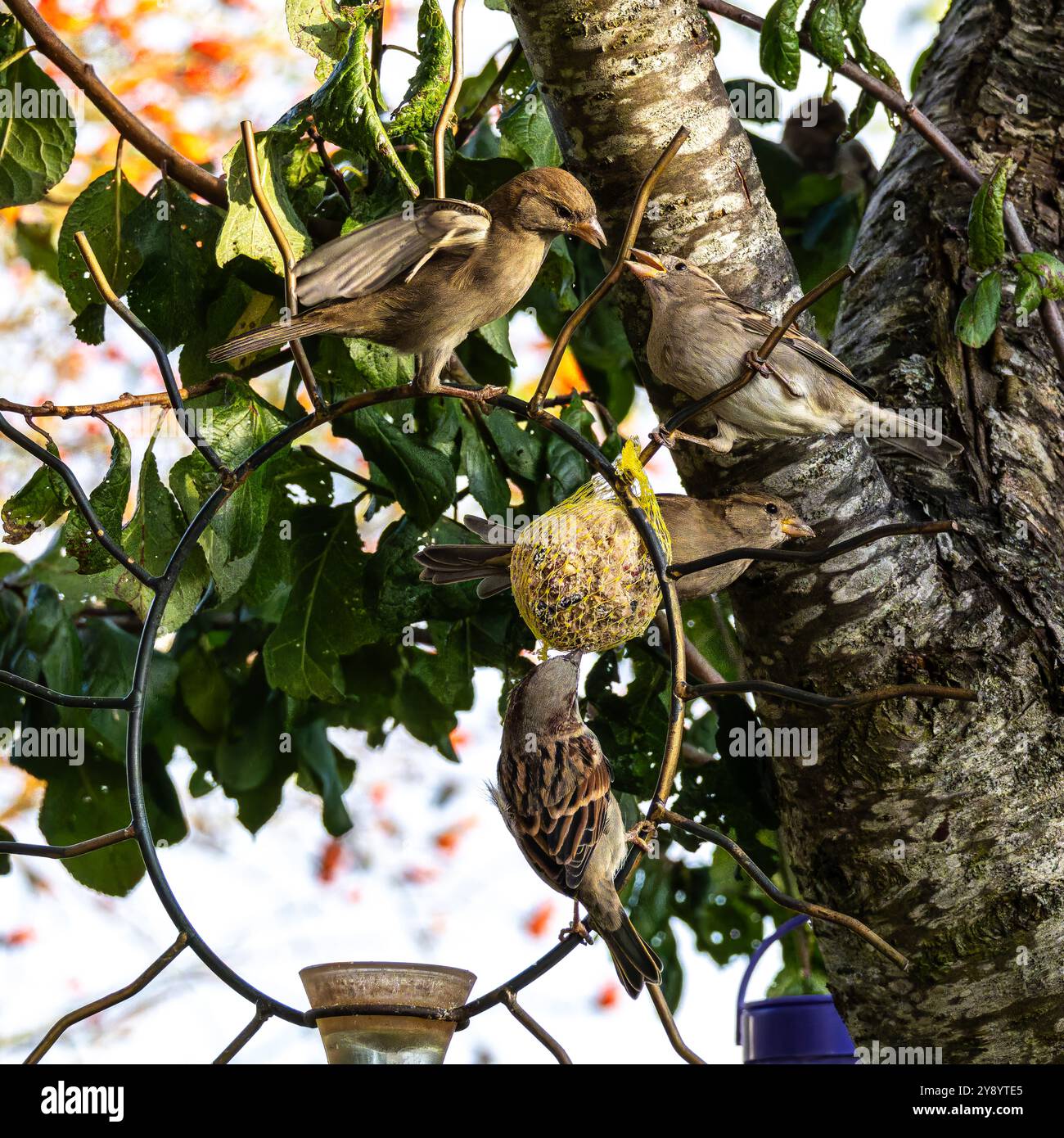 House sparrow, Passer domesticus. An adult sparrow feeds its young ...