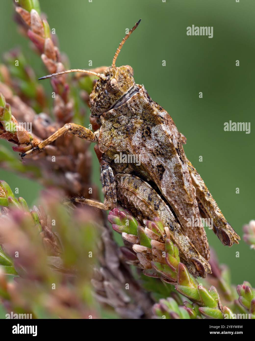 Common Groundhopper (Tetrix undulata) perched on heather. Tipperary ...