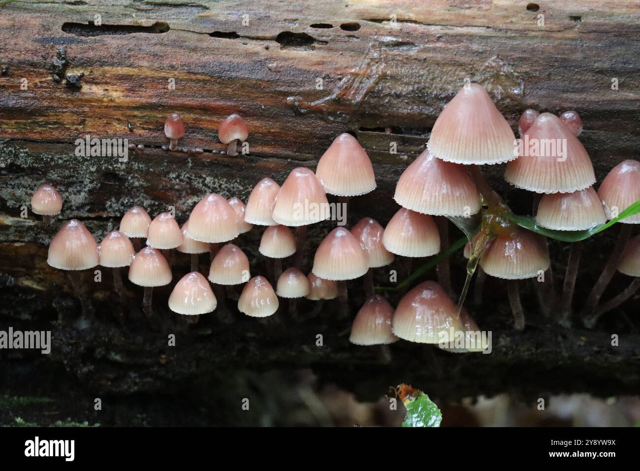 Wound slime hi-res stock photography and images - Alamy