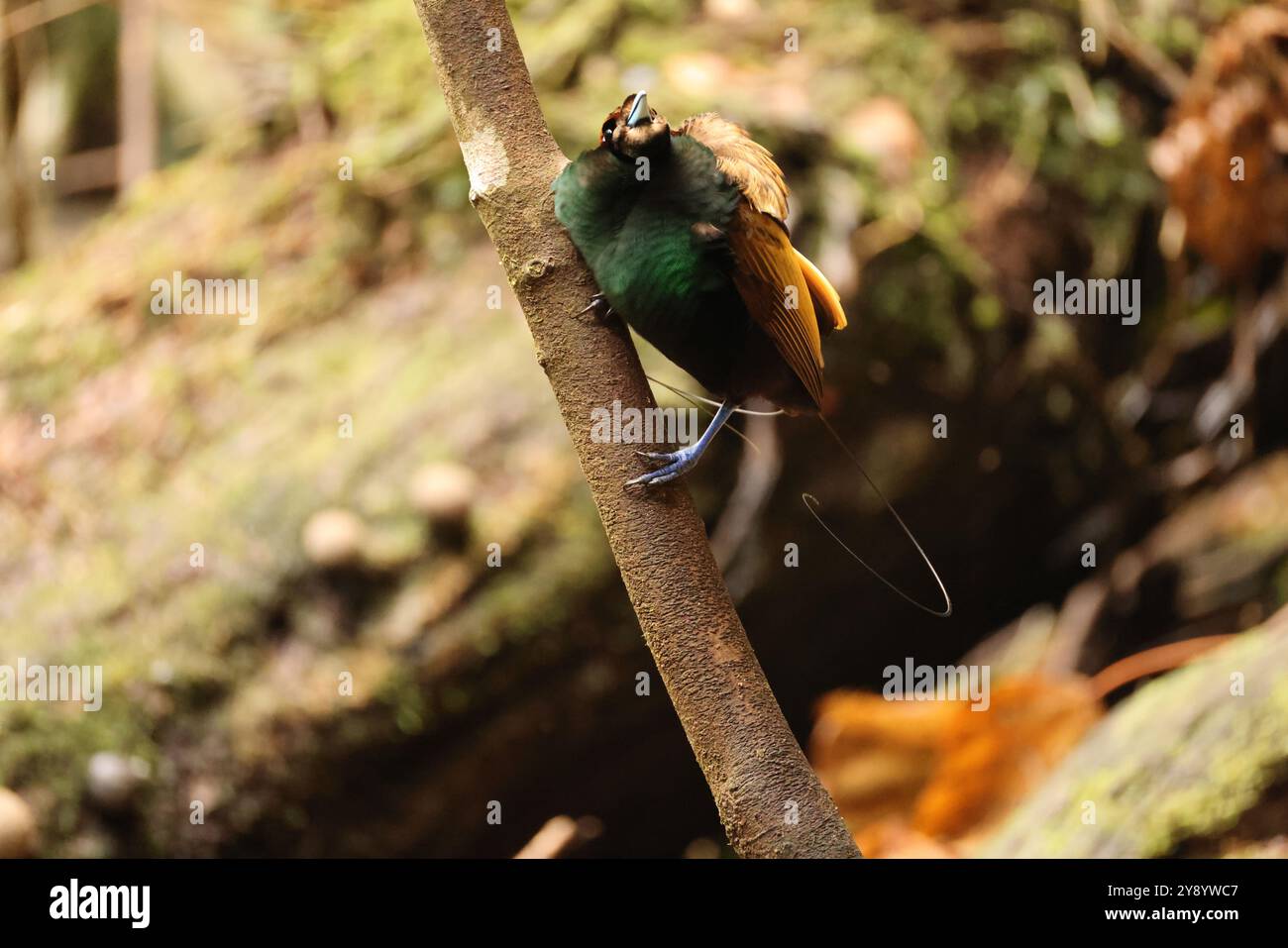 The magnificent bird-of-paradise (Diphyllodes magnificus) is a species ...