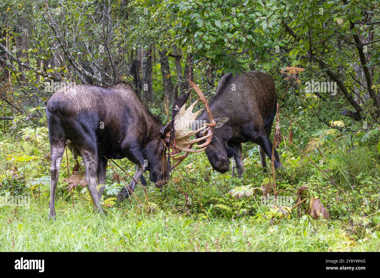 Pair of Alaska Yukon Bull Moose Fighting in Alaska in Autumn Stock ...