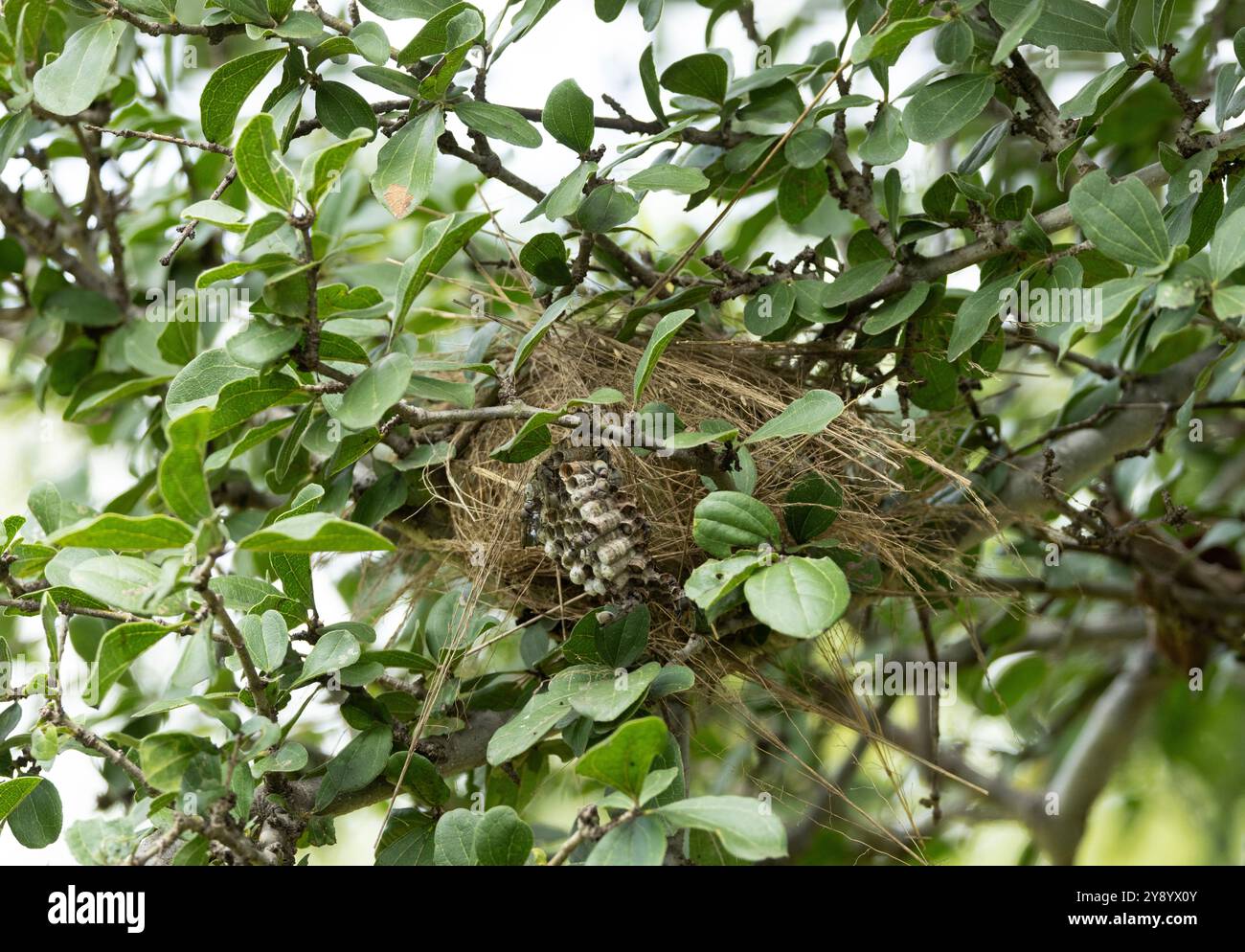 The nest of a Red-cheeked Cordon-bleu, like many other waxbills and ...