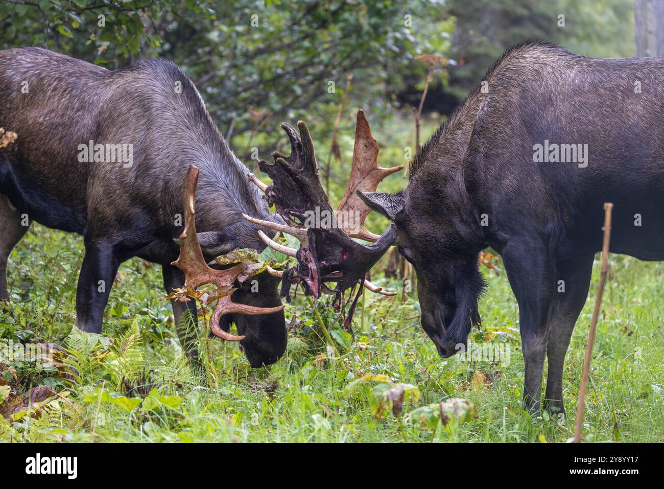 Pair of Alaska Yukon Bull Moose Fighting in Alaska in Autumn Stock ...