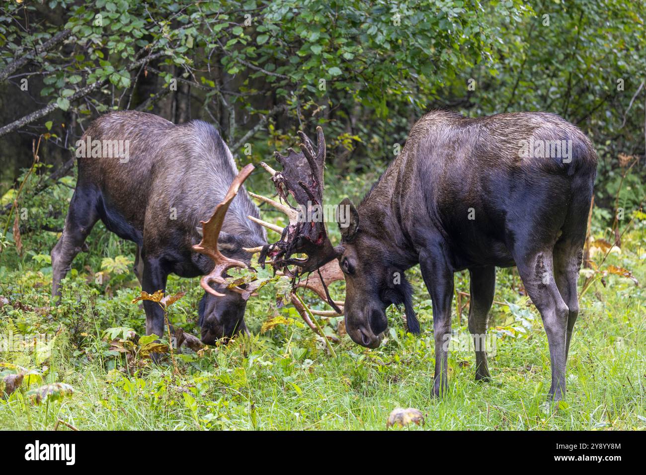 Pair of Alaska Yukon Bull Moose Fighting in Alaska in Autumn Stock ...