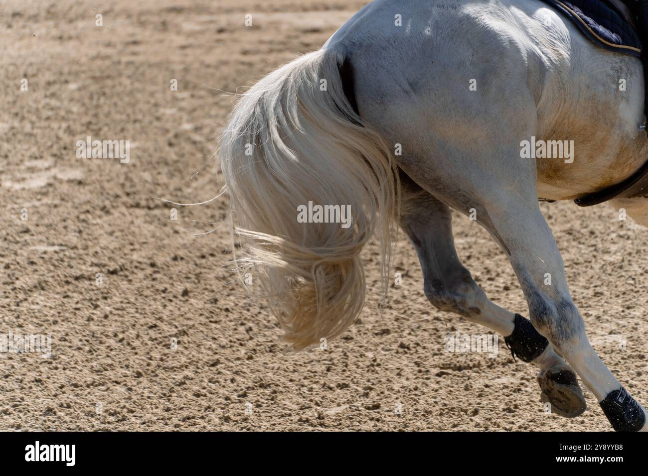 Beautiful tail of a competition grey horse galloping in showjumping ...