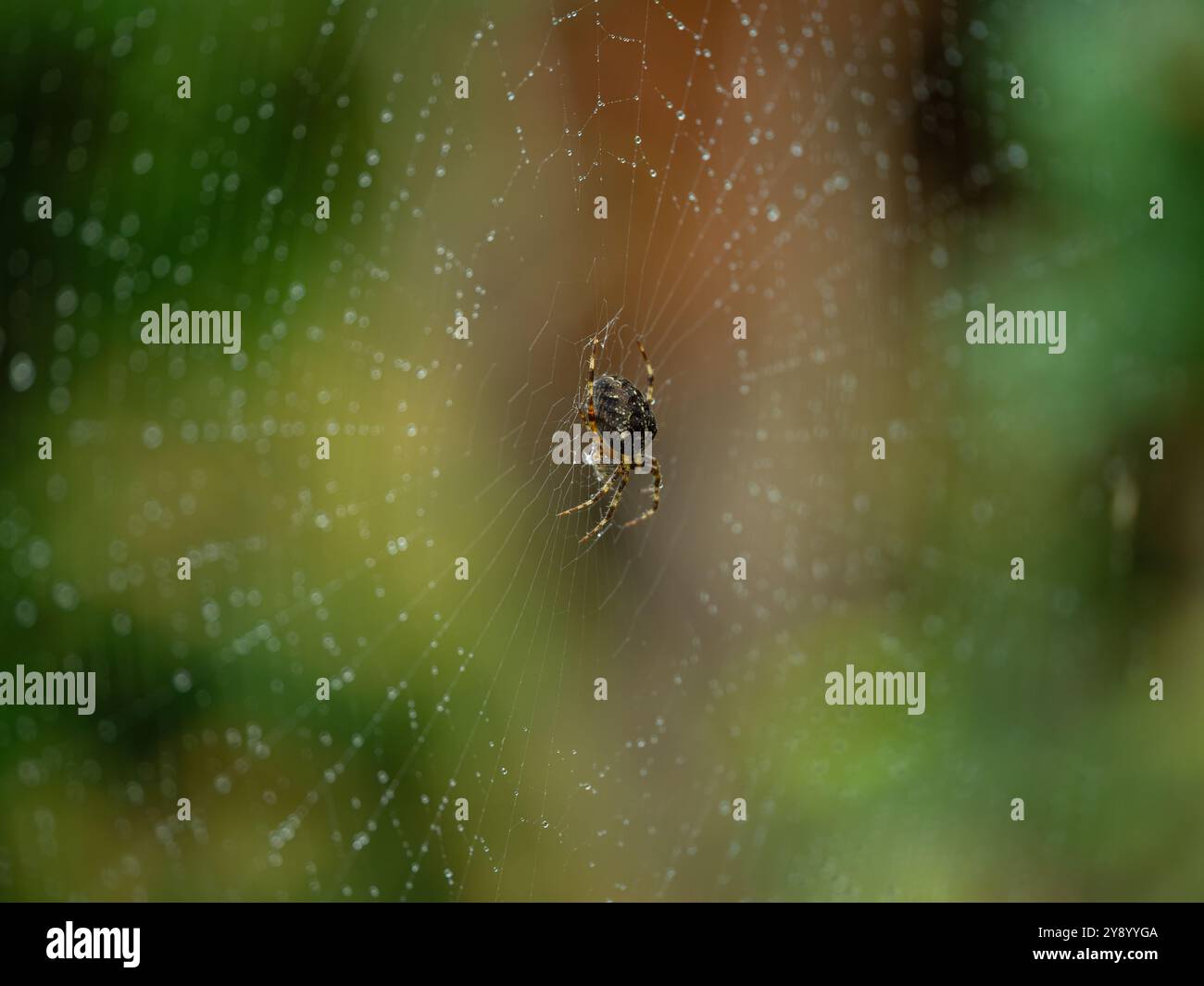 colorful side-view of a female cross orb weaver spider (Araneus ...