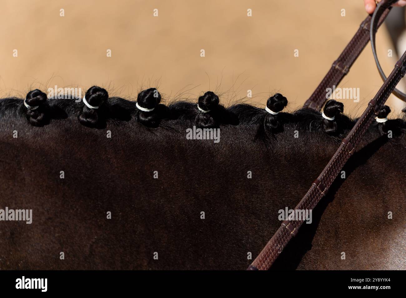 Close up detail of bay horse neck, braided with button braids in a ...