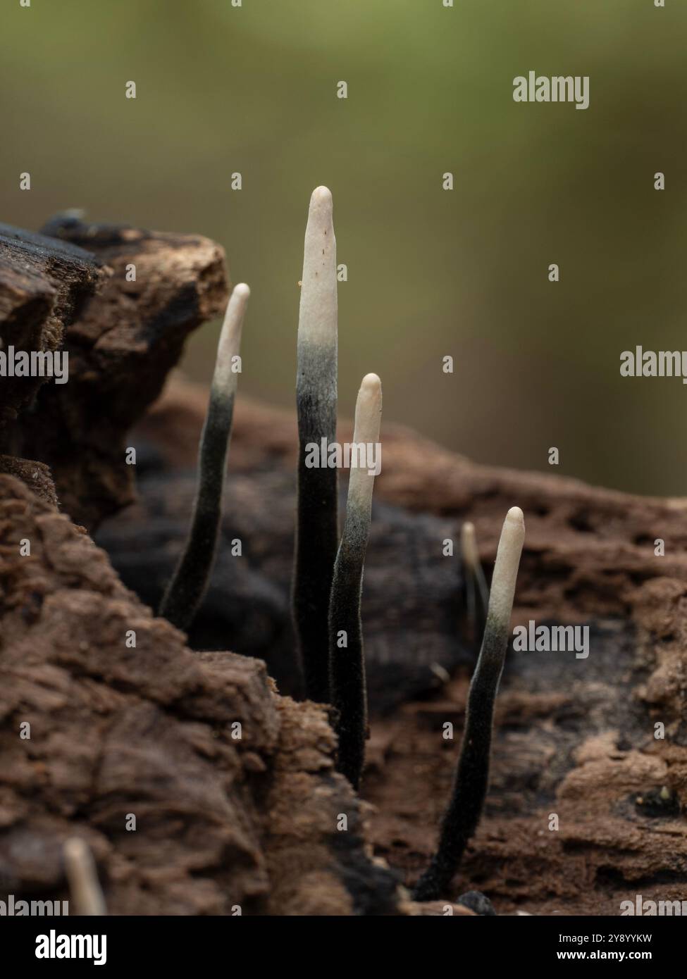 small young fruiting bodies of carbon antlers fungus (Xylaria hypoxylon ...