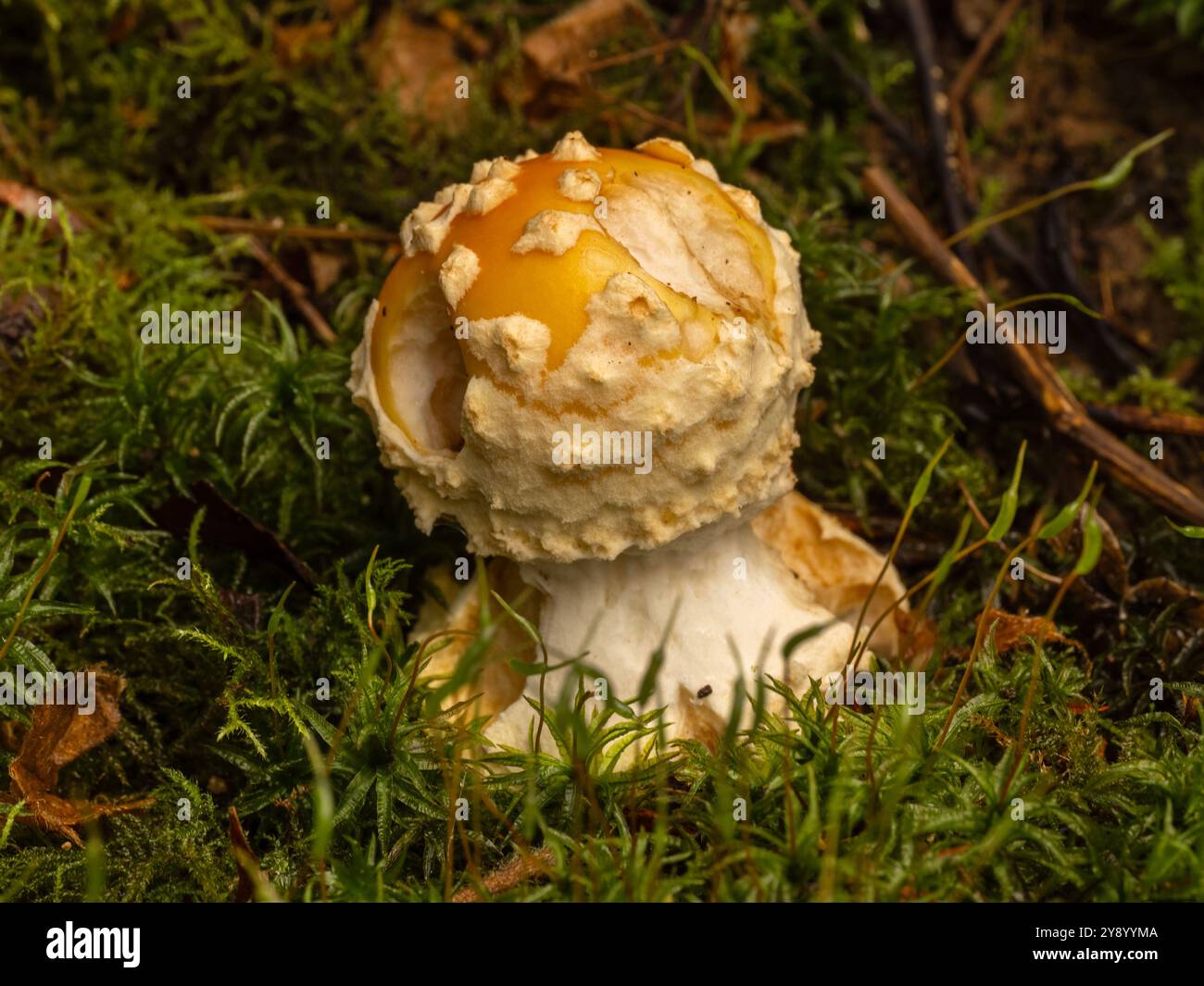 newly emerged globose fruiting body of fly agaric mushroom (Amanita ...