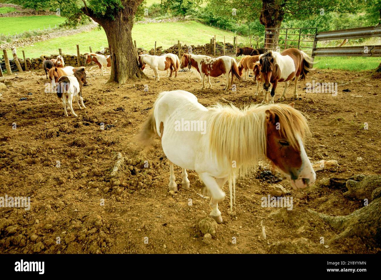 Ponies. Bailei hill. Baztan. Pyrenean mountain range. Navarre. Spain ...