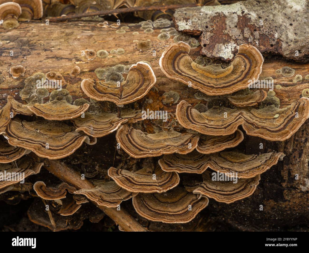 a group of turkey tail fungi (Trametes versicolor) growing on a rotting ...