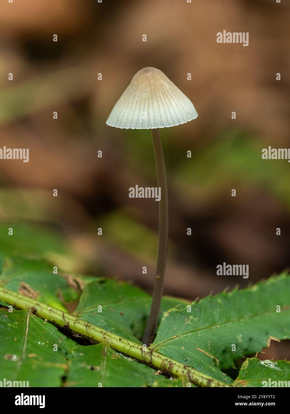 pretty bonnet mushroom, (Mycena species) growing from rotting wood ...
