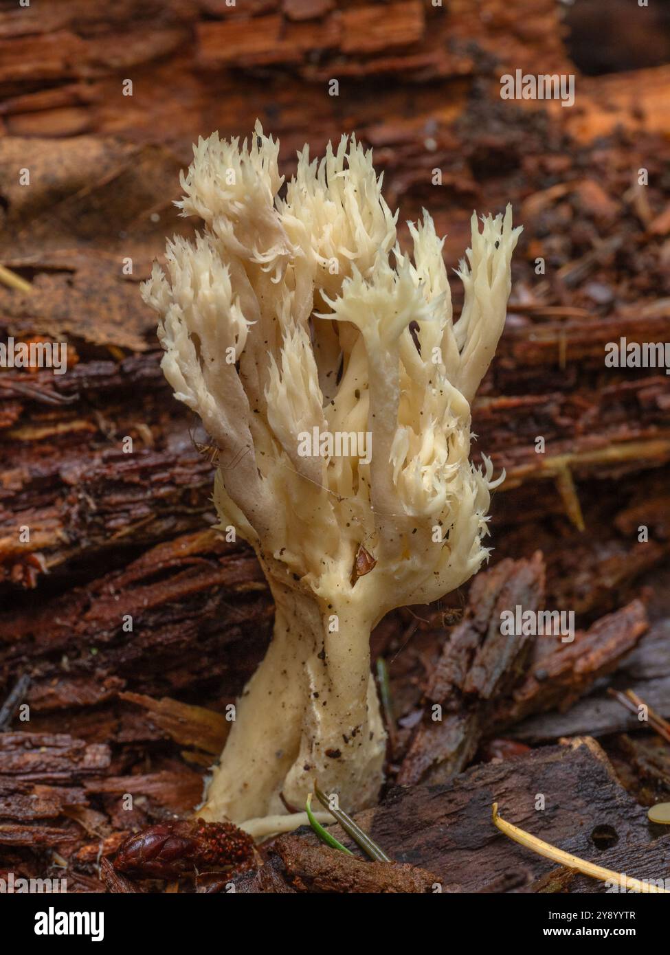 the pale fruit body of an upright coral fungus (Ramaria stricta ...