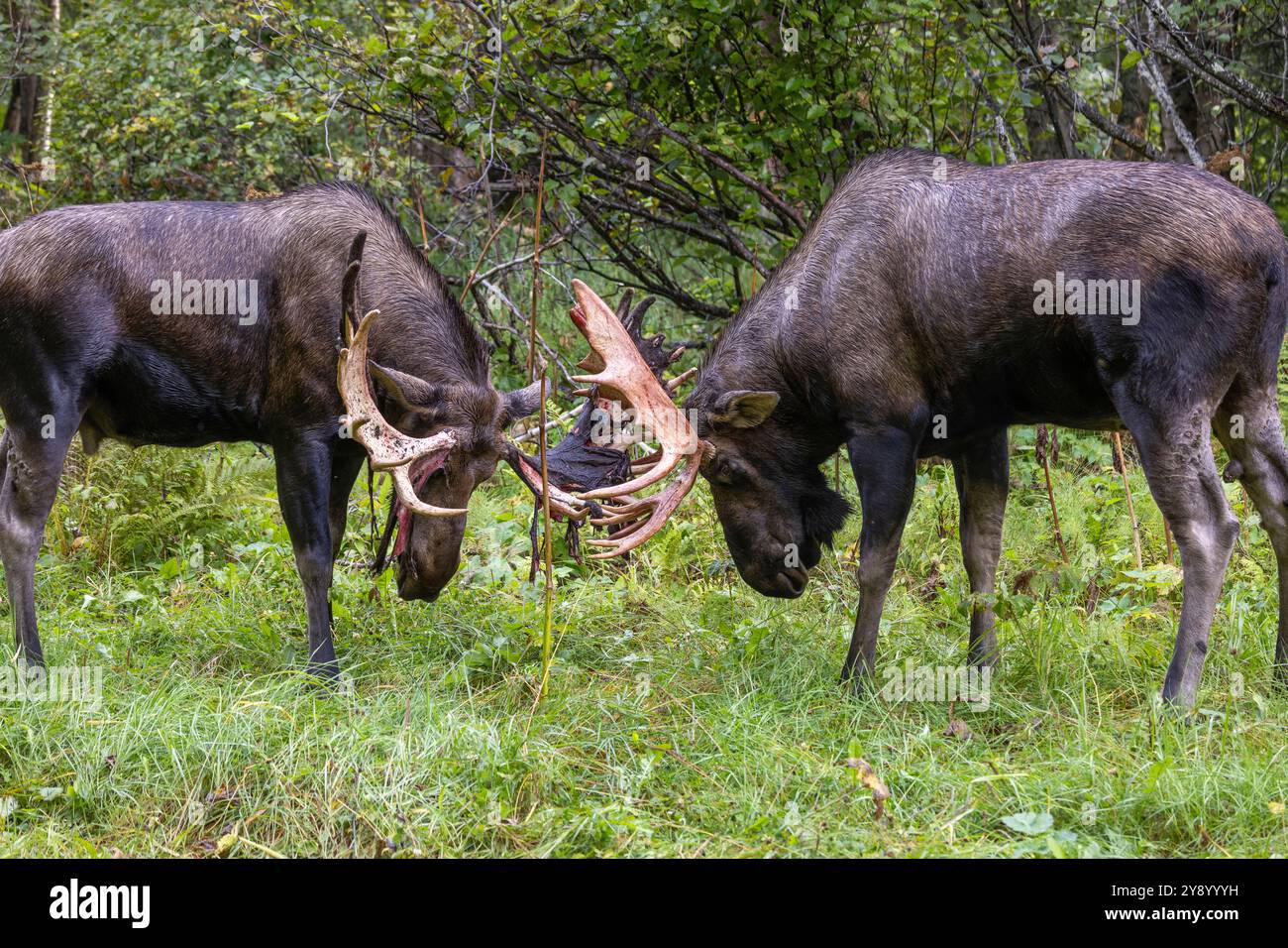 Pair of Alaska Yukon Bull Moose Fighting in Alaska in Autumn Stock ...