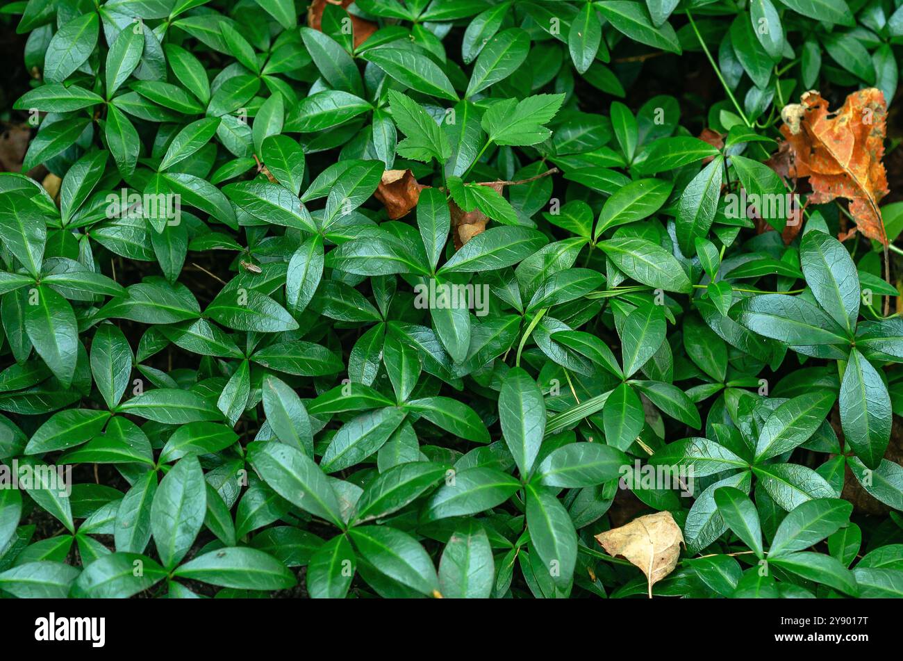 Texture of green periwinkle leaves, dry fallen leaves on green ...