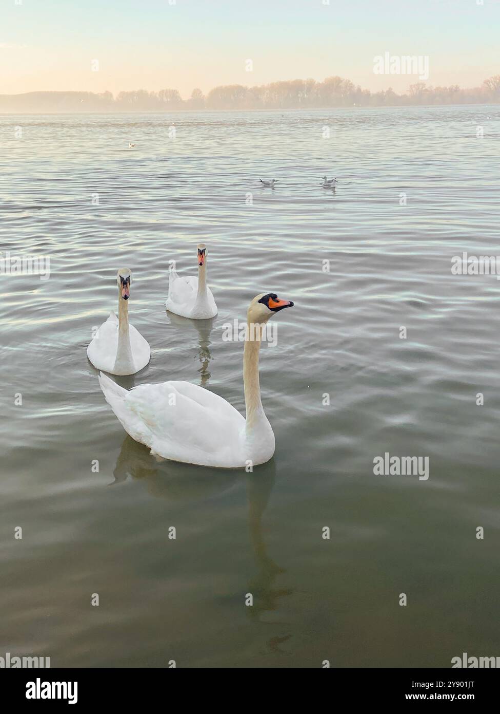 Elegant swans glide gracefully across a serene lake as soft light of ...