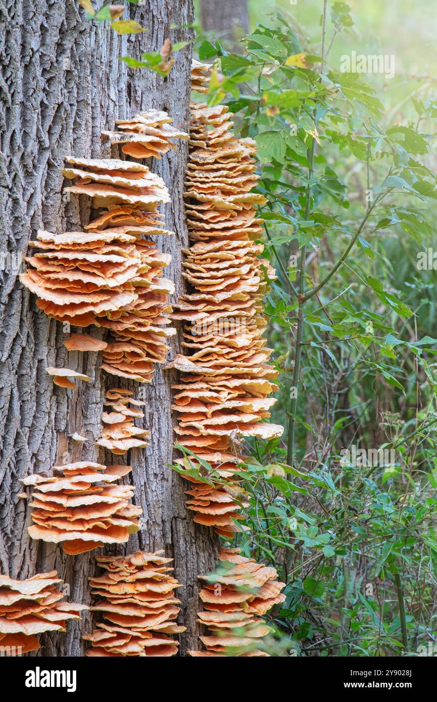 Large cluster of shelf mushrooms on an old oak tree in Pennsylvania Stock Photo - Alamy