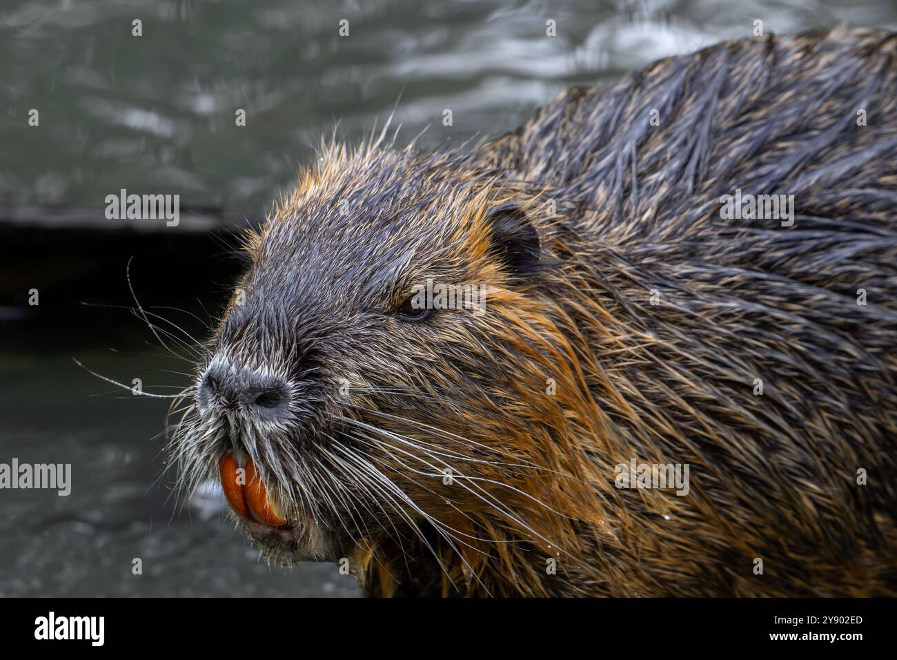 Coypu / nutria (Myocastor coypus) close-up portrait showing large ...