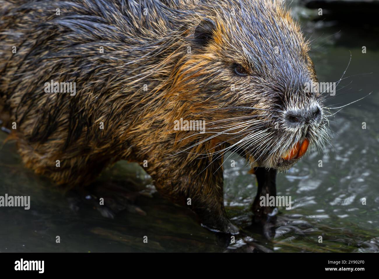 Coypu / nutria (Myocastor coypus) close-up portrait showing large ...