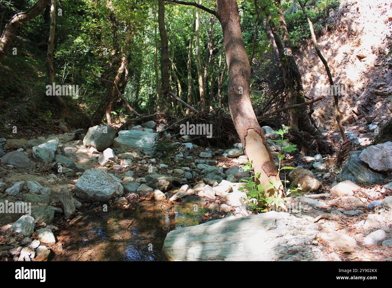 The path of the centaurs (after Cyclone Daniel) Portaria Pelion Greece ...