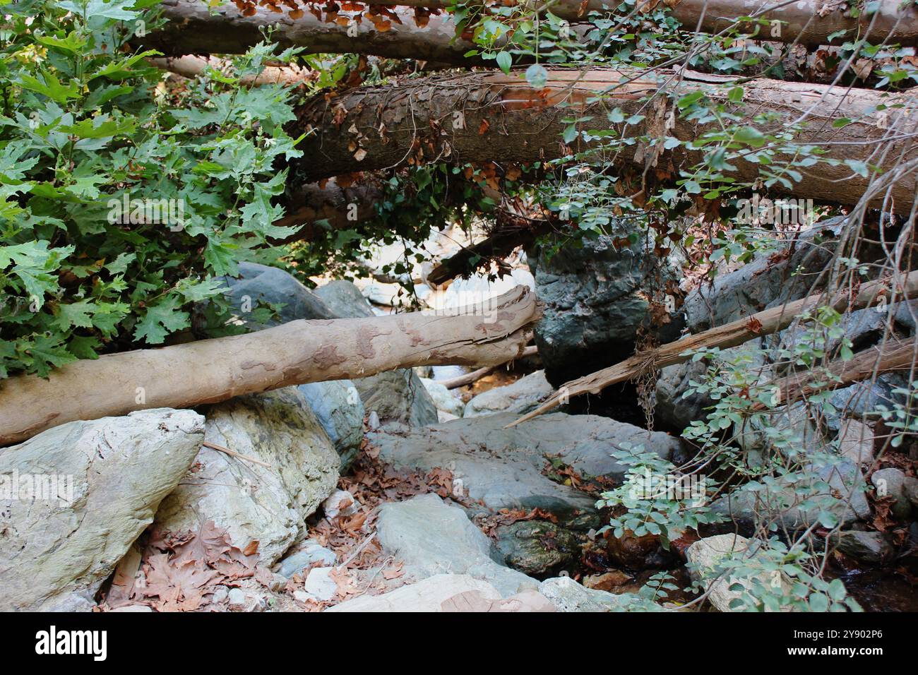 The path of the centaurs (after Cyclone Daniel) Portaria Pelion Greece ...
