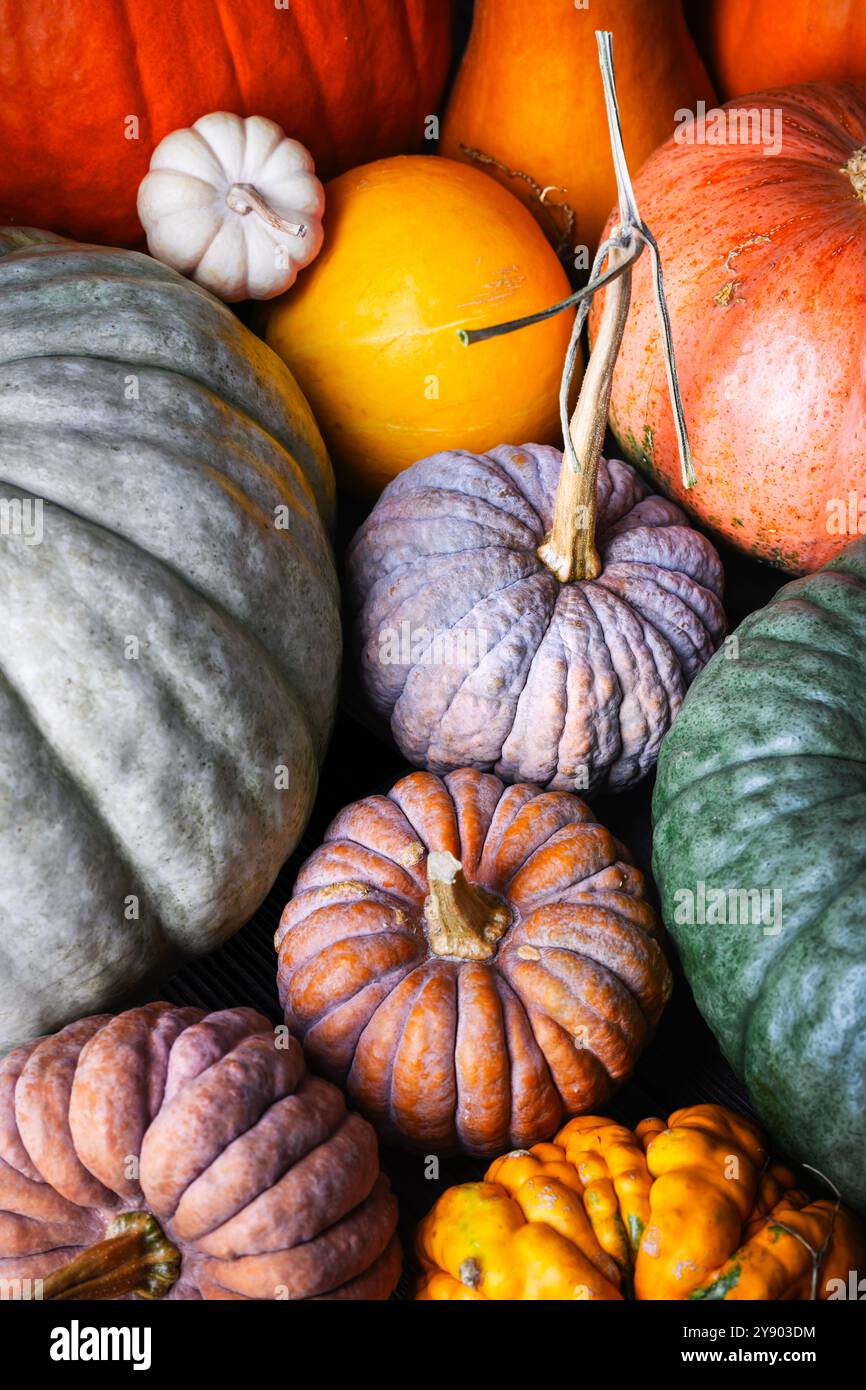 Different types and colors pumpkins close up. Autumn fall pumpkin ...