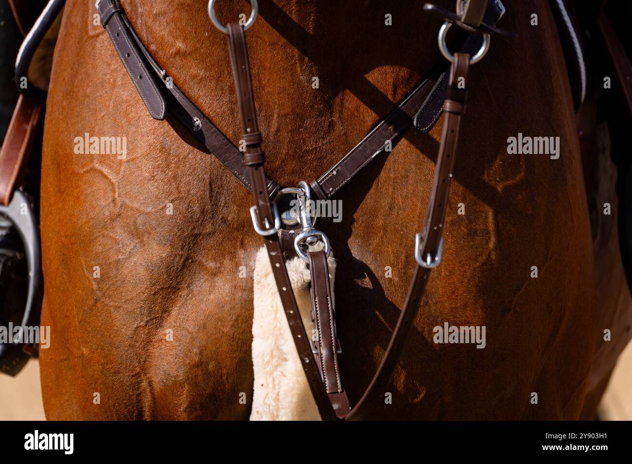 Close up detail of the chest, muscles and veins of a sweaty horse after ...
