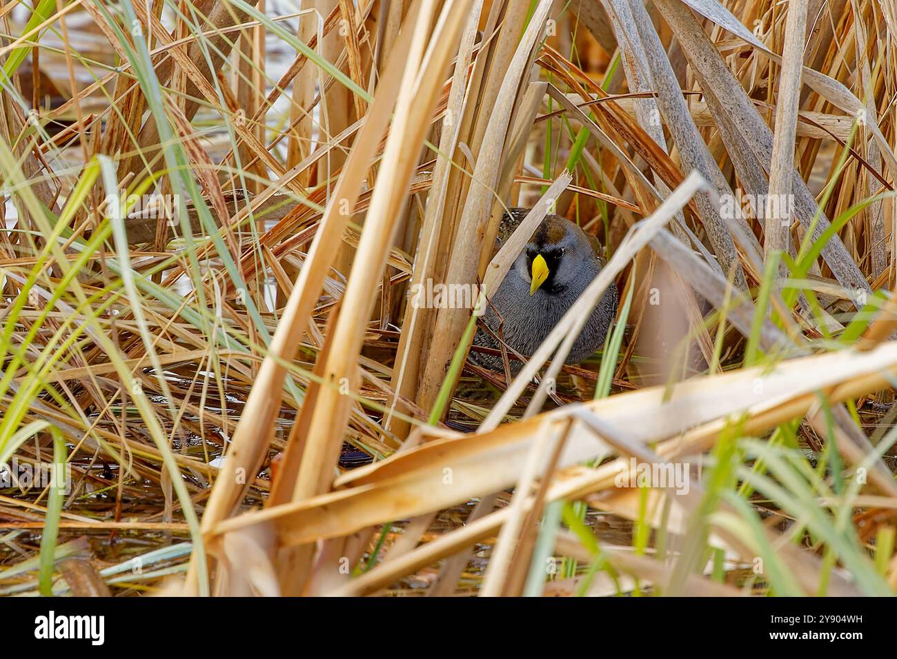 The sora (Porzana carolina) , small waterbird in marsh vegetation Stock ...
